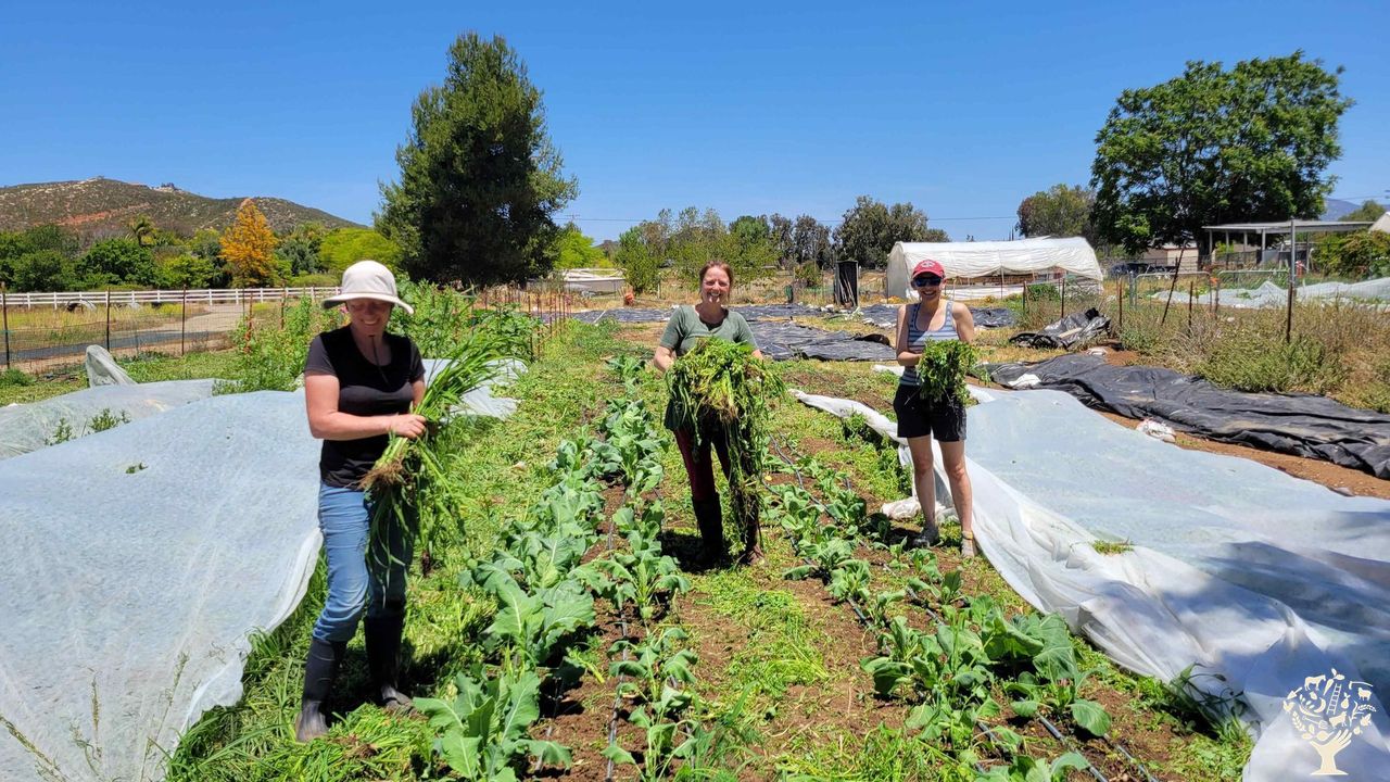 Small regenerative farm located in the foothills of San Diego County ...