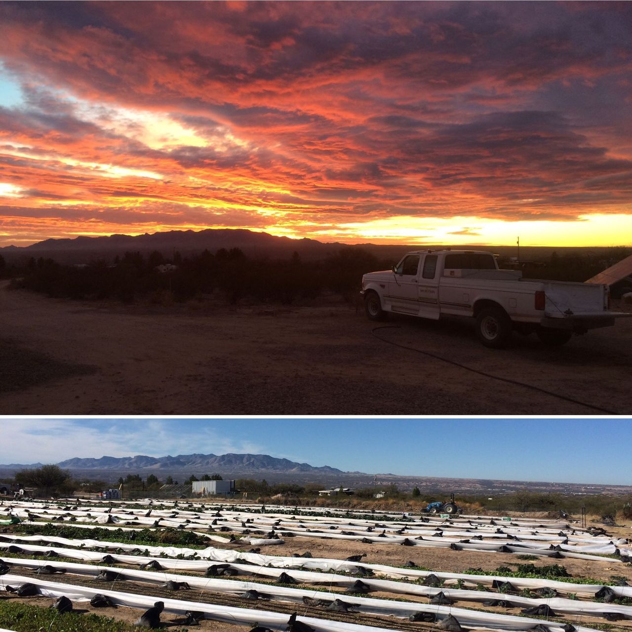 Small organic vegetable farm near Benson, AZ - WWOOF USA