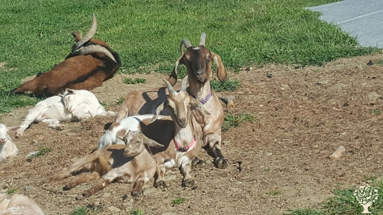 2-acre farm outside of Ashland, Oregon with goats & chickens - WWOOF USA