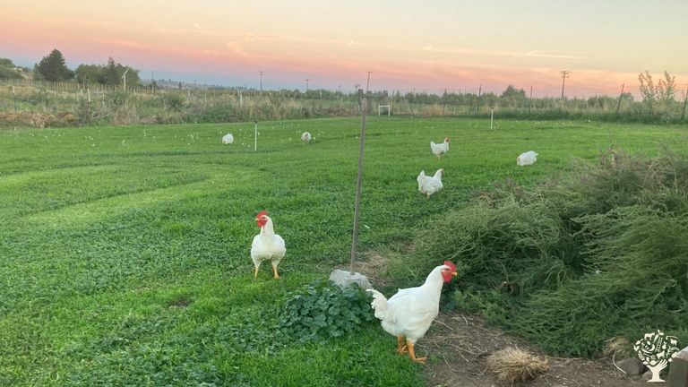 Organic blueberry "farm to table" start-up 💙 with free range poultry ...