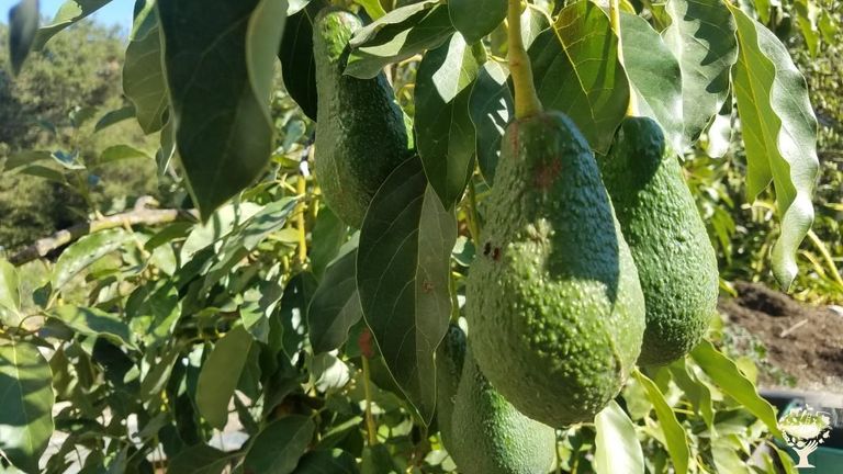 Organic farm growing avocados, passionfruit, and rare citrus ...