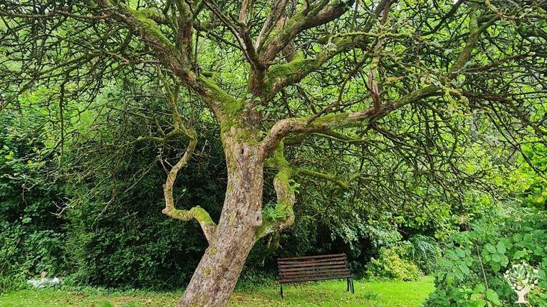 Deciduous tree planting and care in the Brecon Beacons, Wales - WWOOF UK